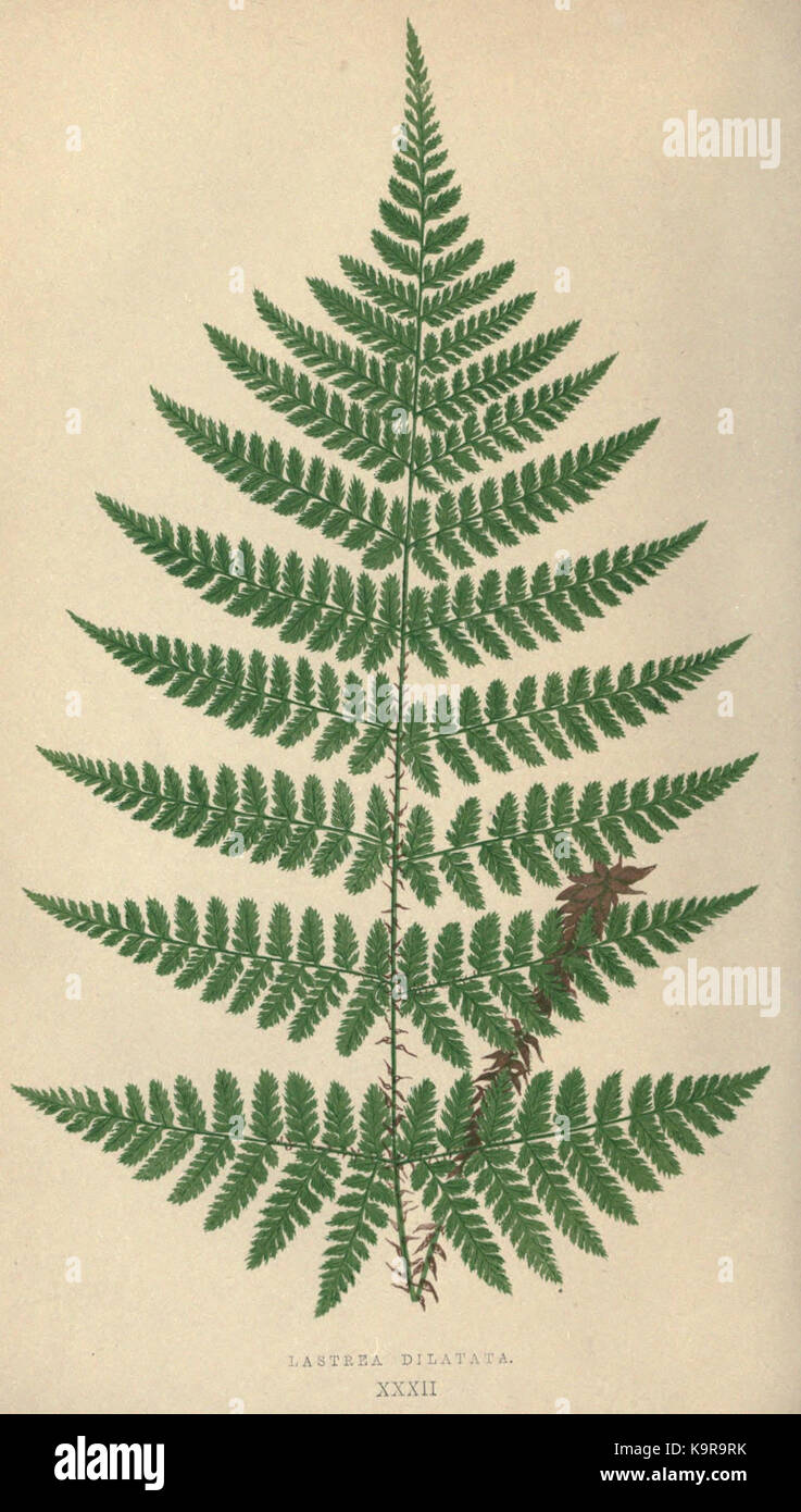 Our native ferns, or, A history of the British species and their ...