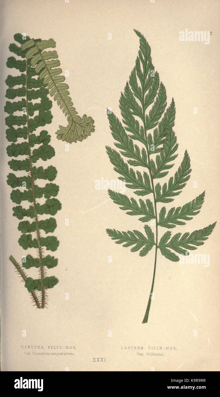 Our native ferns, or, A history of the British species and their ...