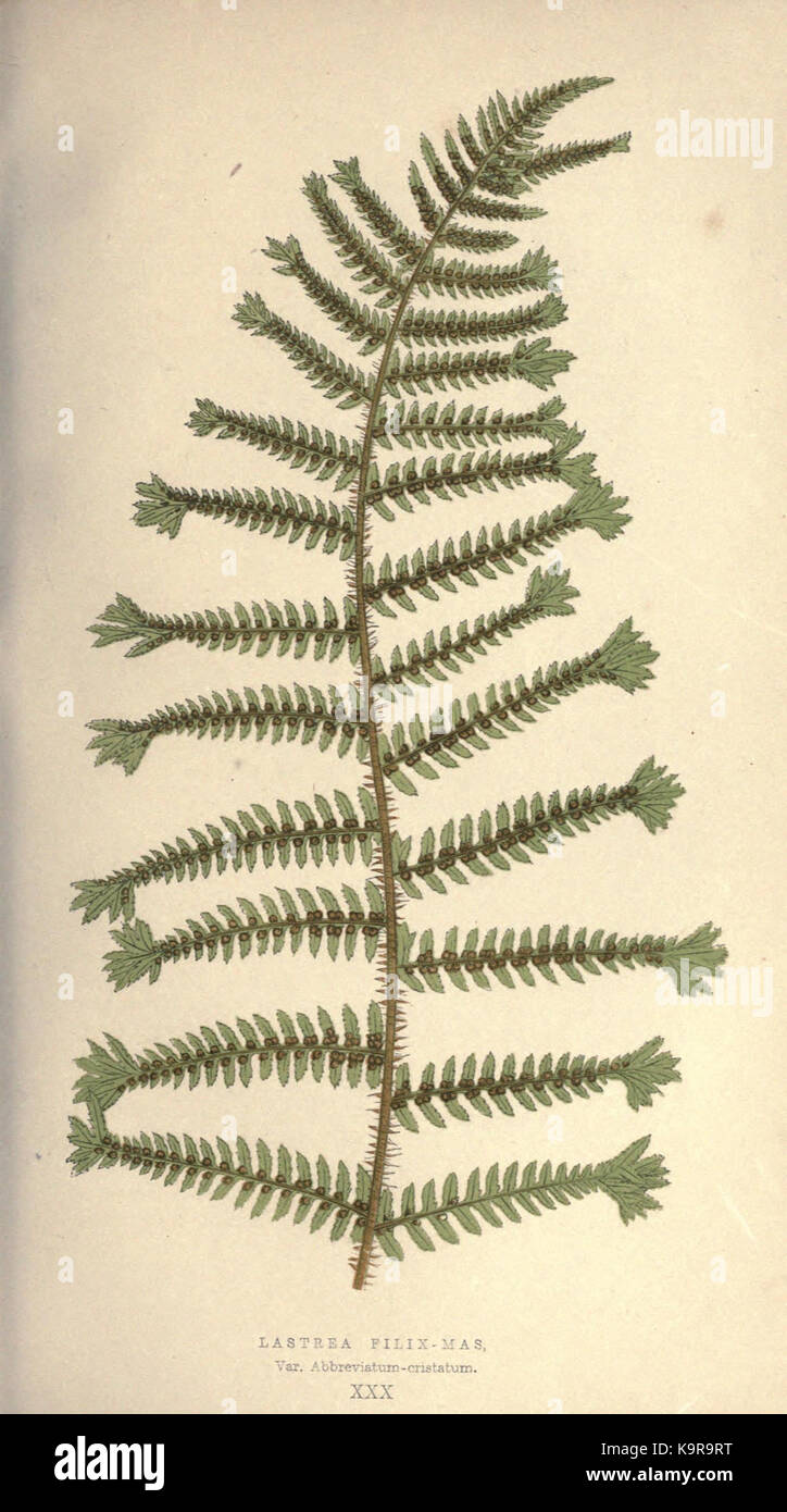 Our native ferns, or, A history of the British species and their ...