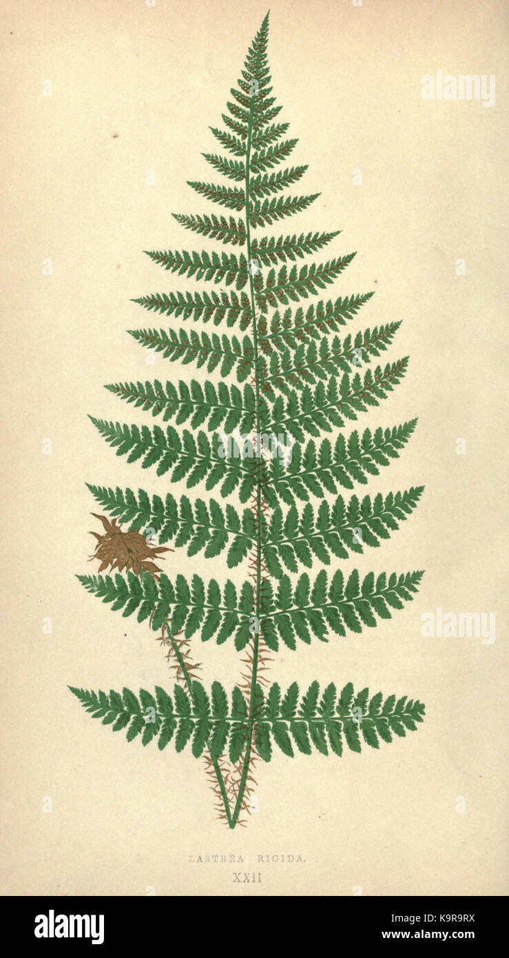 Our native ferns, or, A history of the British species and their ...