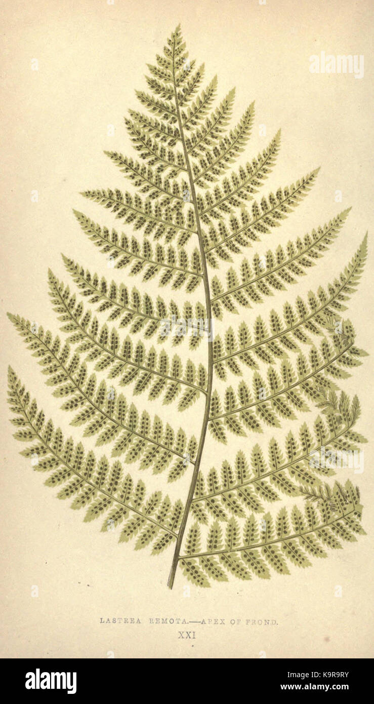 Our native ferns, or, A history of the British species and their ...