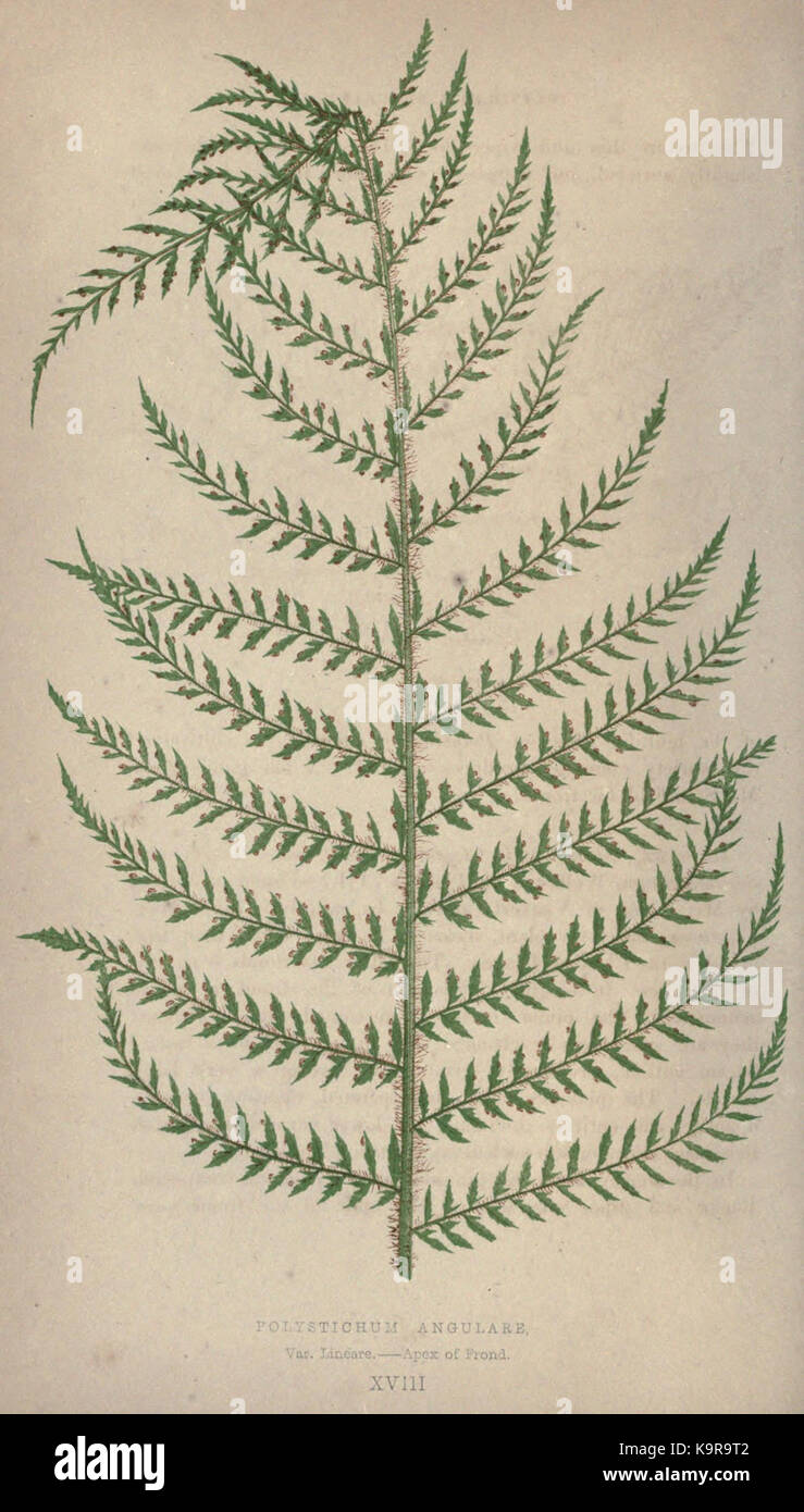 Our native ferns, or, A history of the British species and their ...