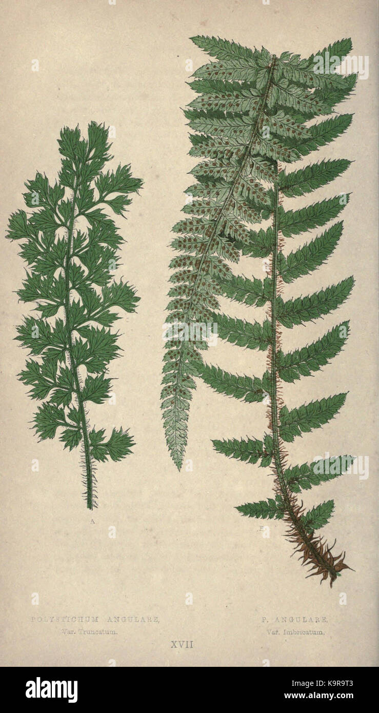 Our native ferns, or, A history of the British species and their ...