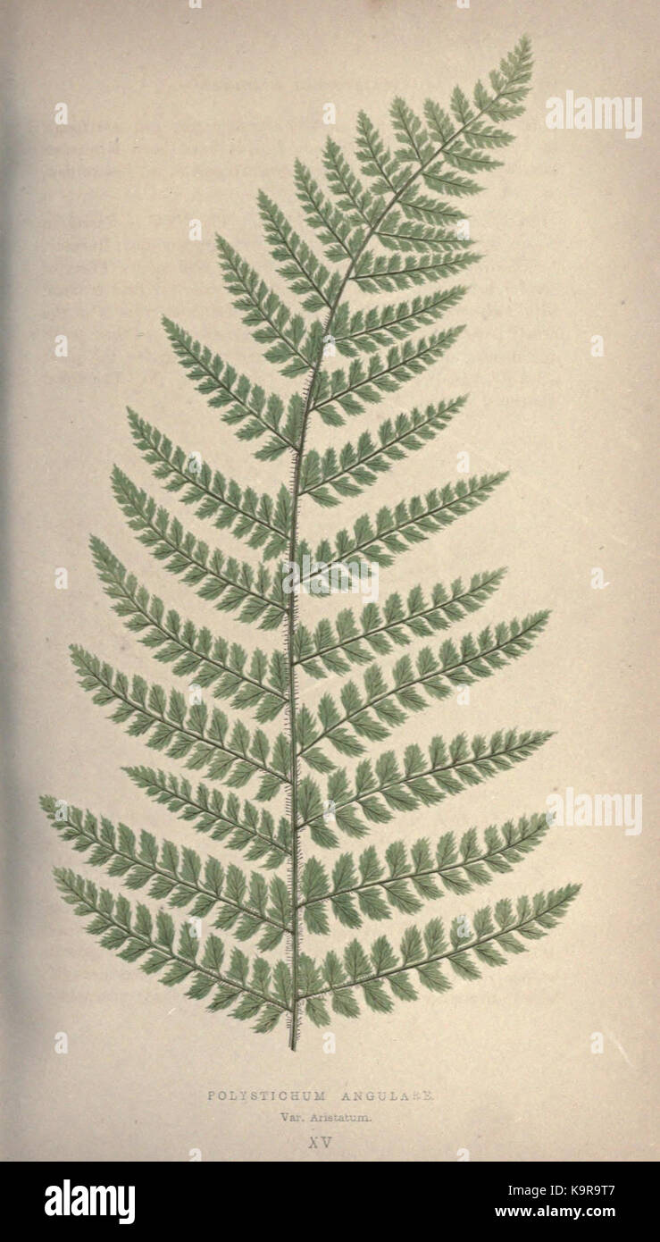 Our native ferns, or, A history of the British species and their ...