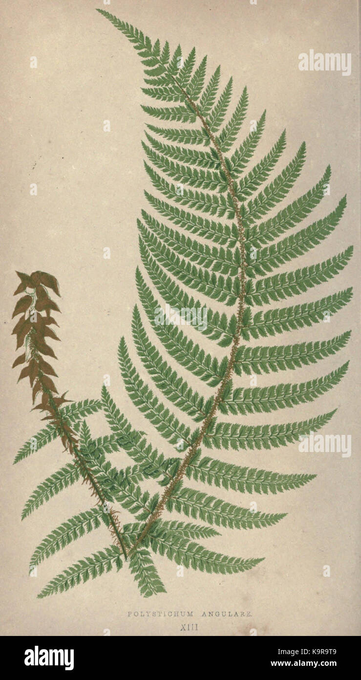 Our native ferns, or, A history of the British species and their ...