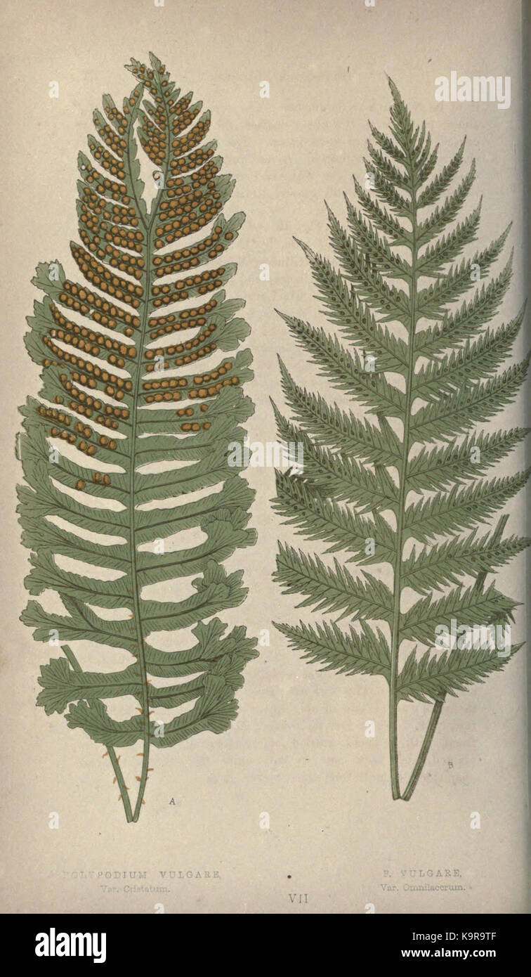 Our native ferns, or, A history of the British species and their ...