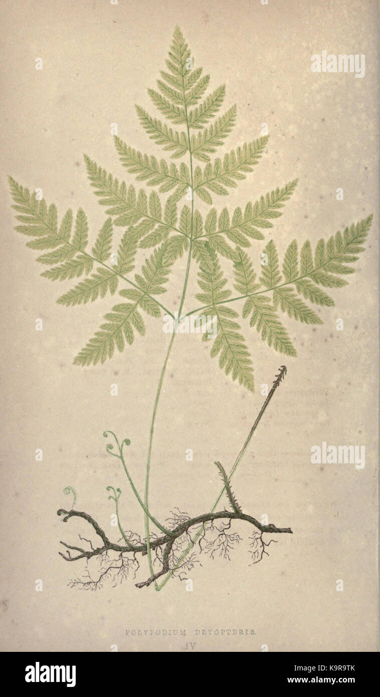 This plate from 'Our Native Ferns' depicts various British fern species ...