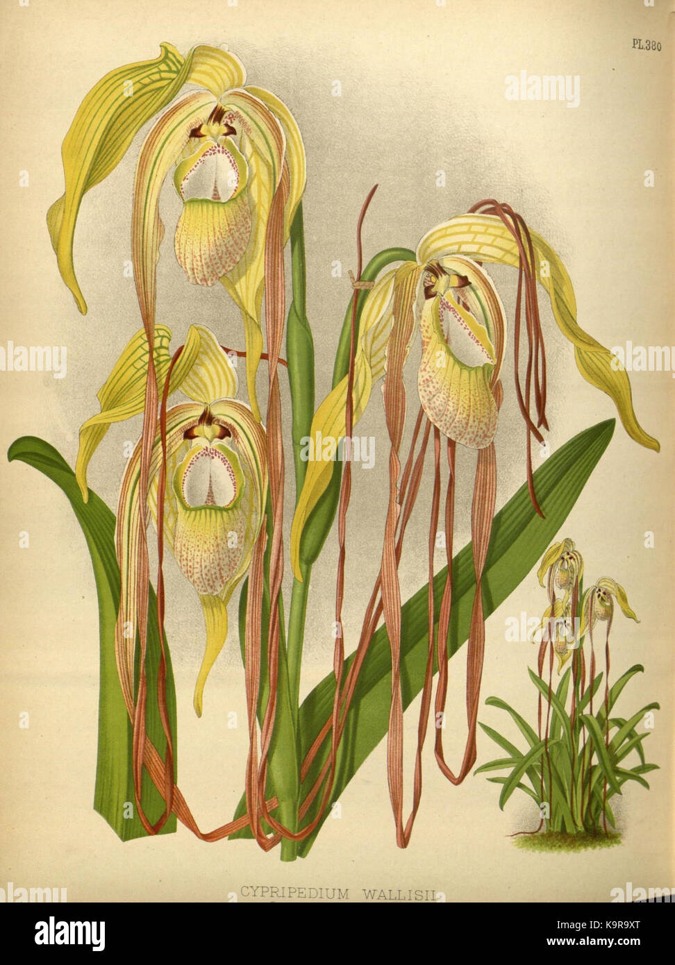 R. Warner & B.S. Williams The Orchid Album volume 08 plate 380 (1889 ...