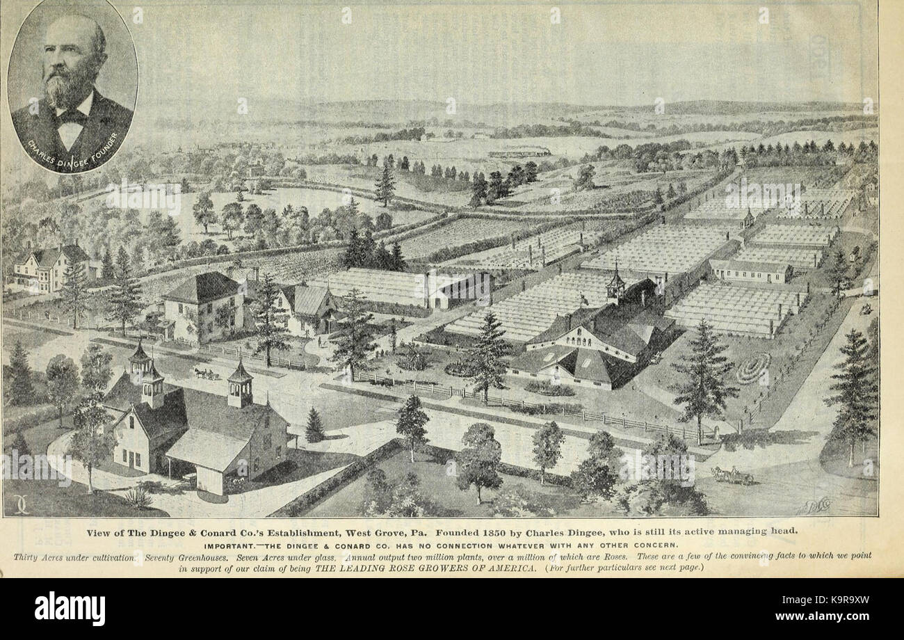 Our new guide to rose culture (16383991708 Stock Photo - Alamy