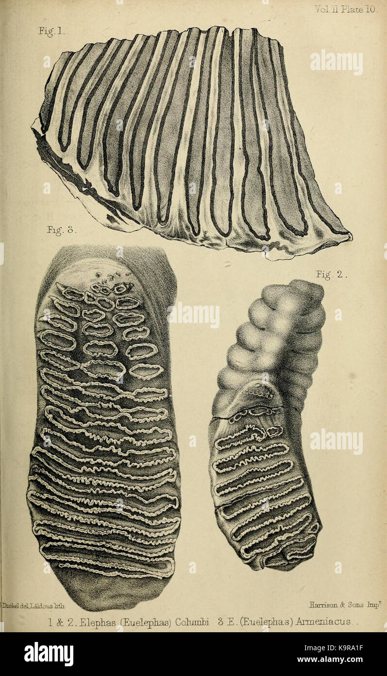 Map of falconer hi-res stock photography and images - Alamy