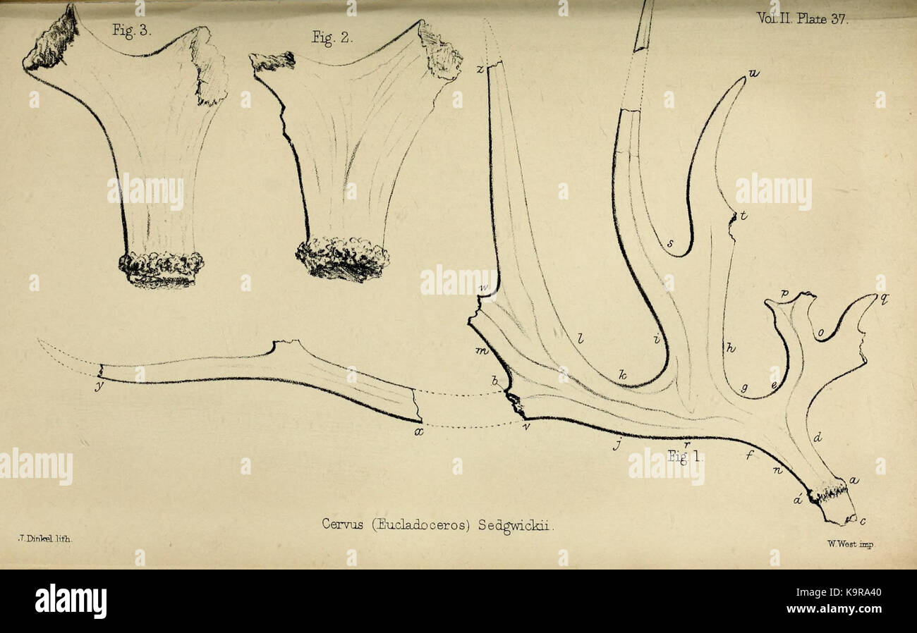 Map of falconer hi-res stock photography and images - Alamy