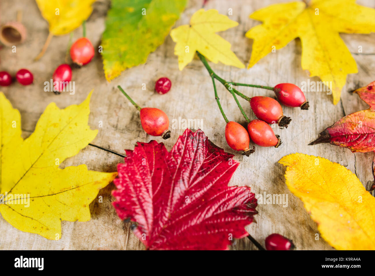 healthy style, plants, fall concept. close up of red oval berries of ...