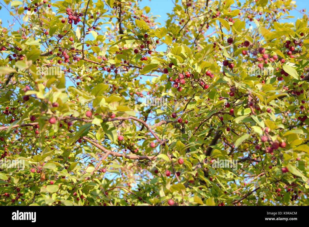 Red and green on a tree Stock Photo - Alamy