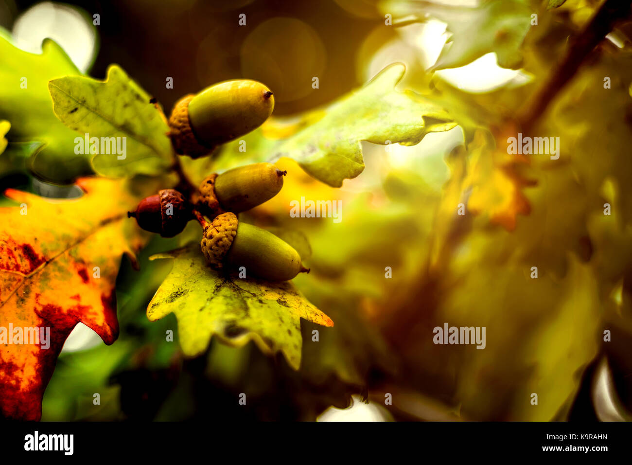 Oak branch with green leaves and acorns on a sunny day. Oak tree in ...