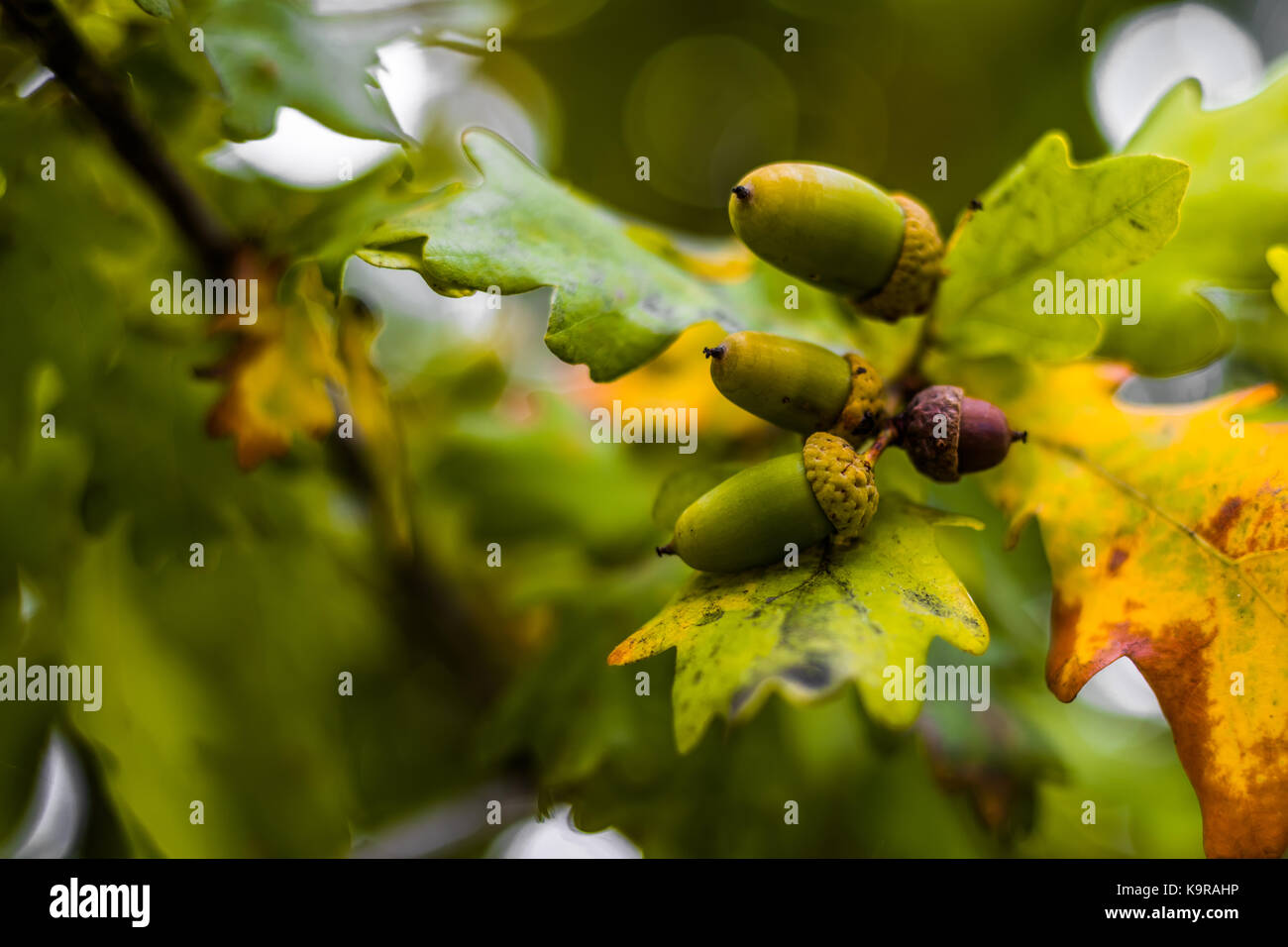 Oak branch with green leaves and acorns on a sunny day. Oak tree in ...