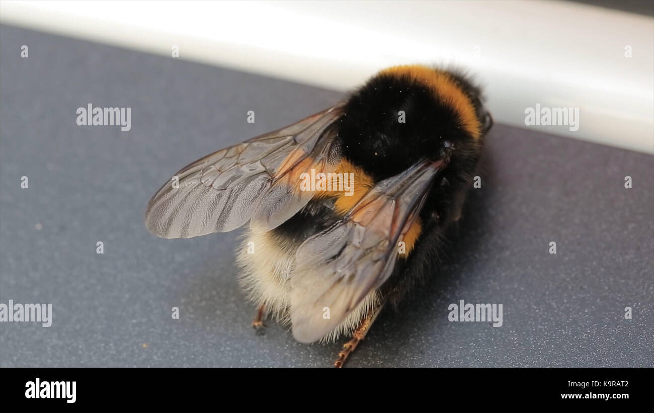 Macro view of bumblebee. White-Tailed Bumblebee Bombus lucorum . A big ...