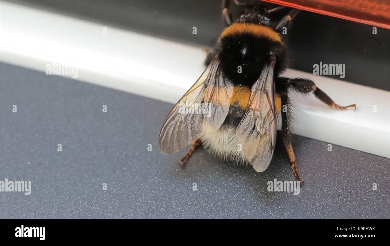 Extremefocus hi-res stock photography and images - Alamy