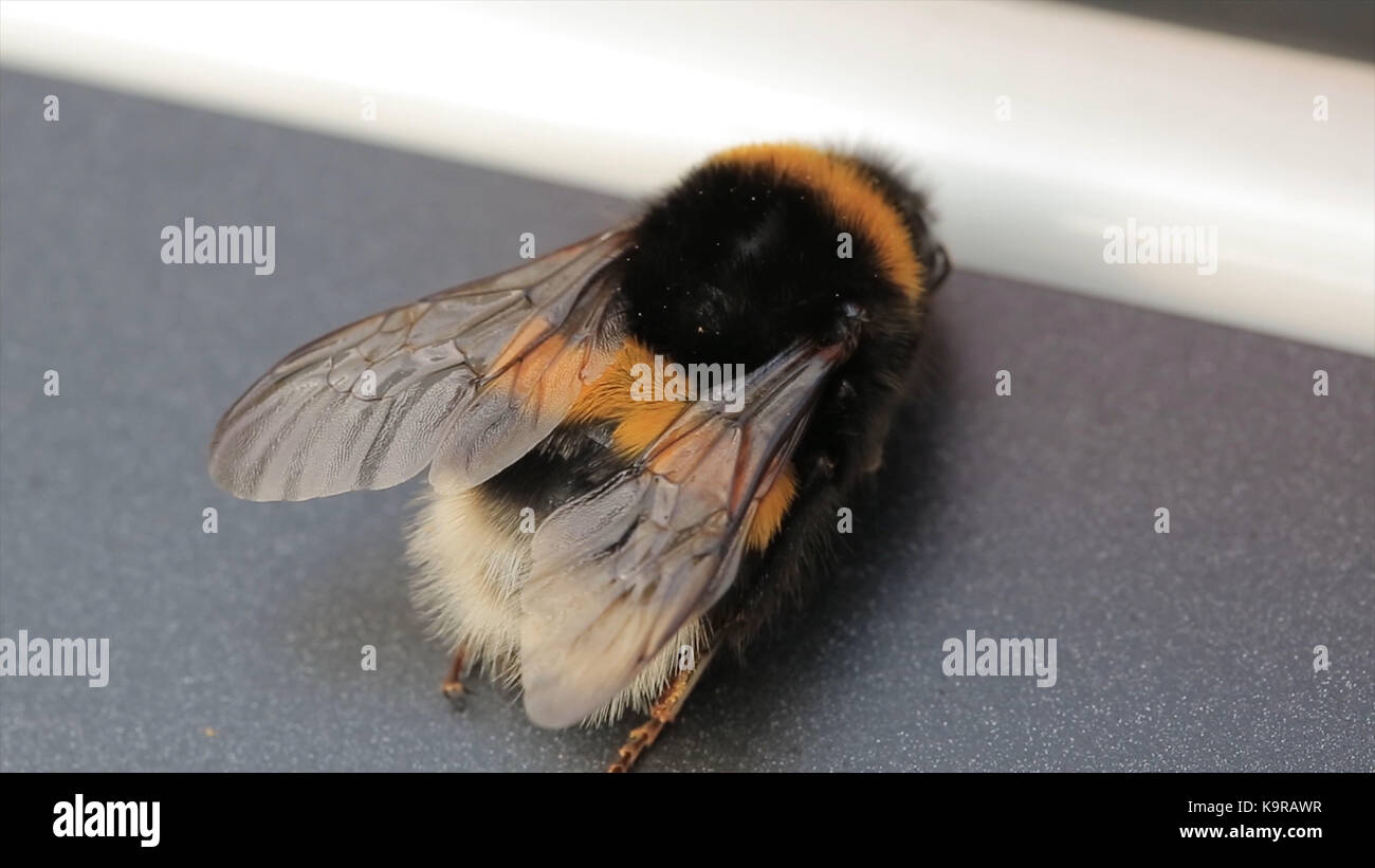Extremefocus hi-res stock photography and images - Alamy