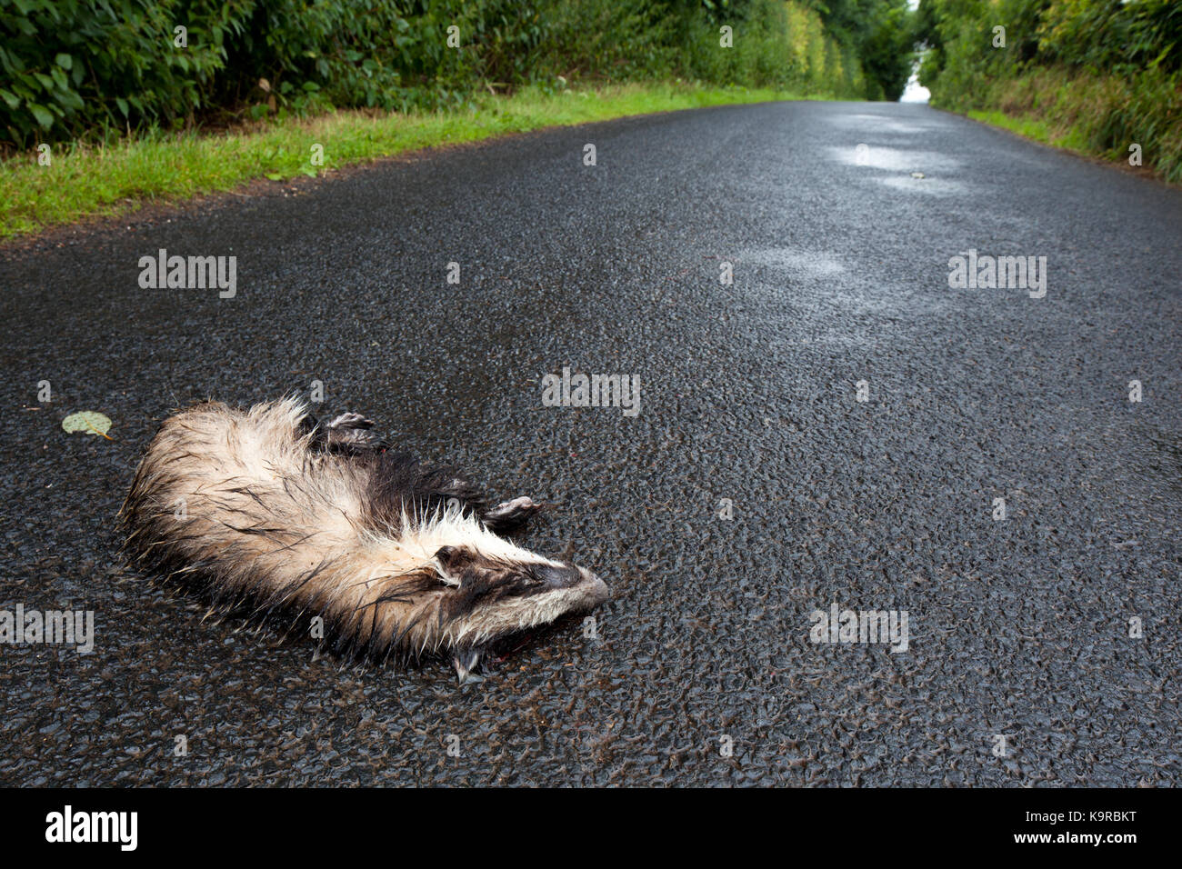 European Badger (Meles meles) dead on road in rain. Victim of motor ...