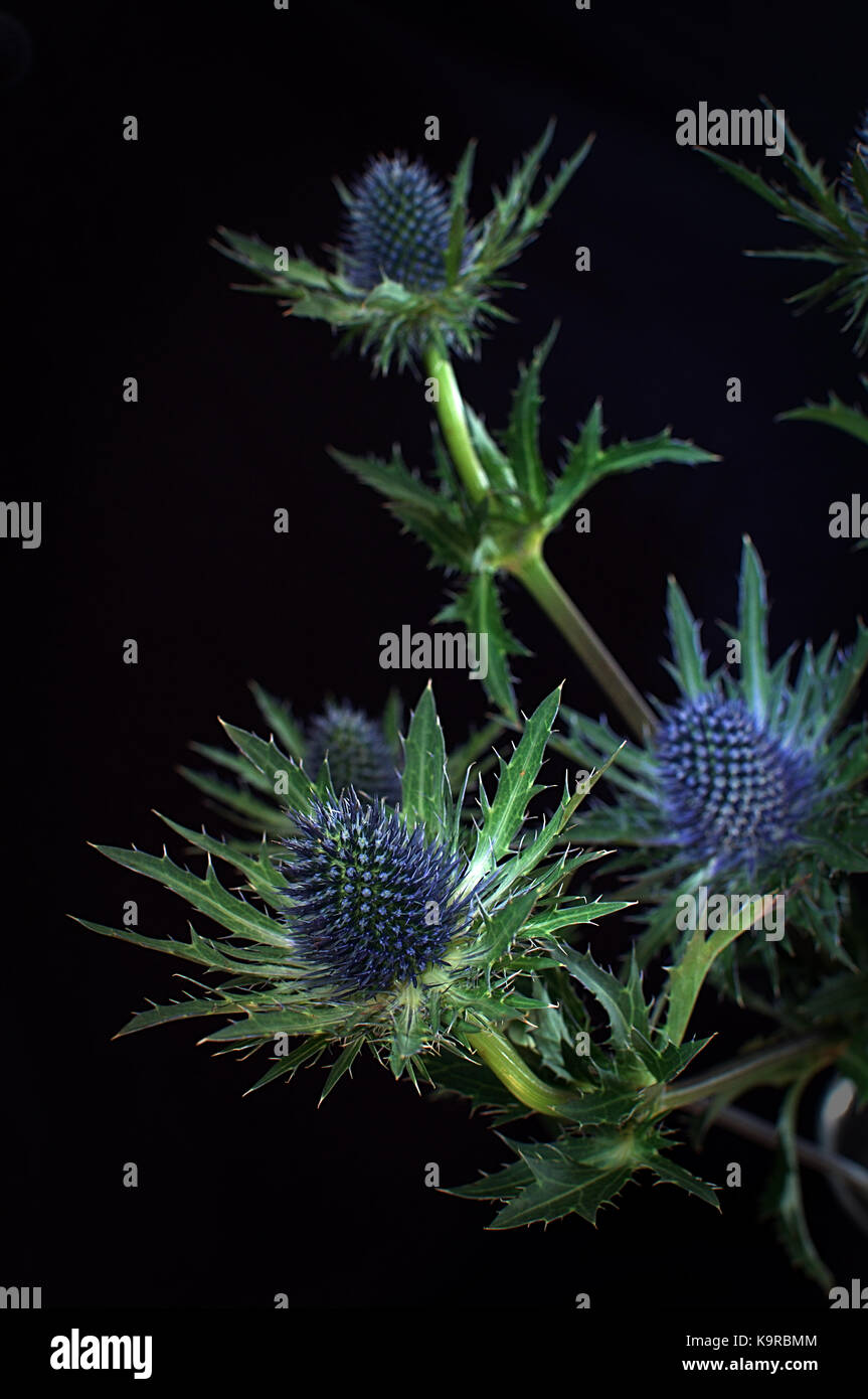 Scottish thistles hi-res stock photography and images - Alamy