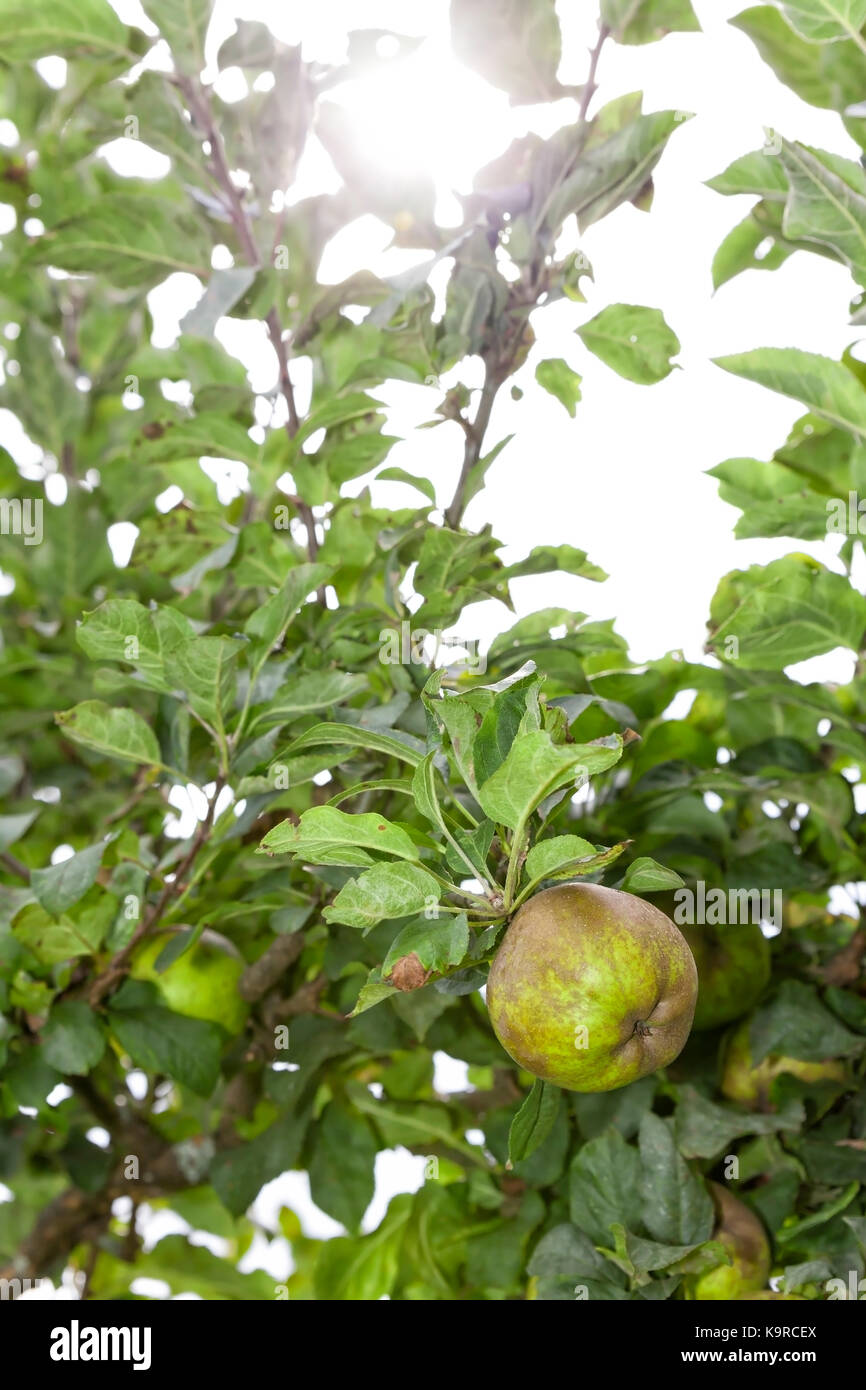 Apple tree branch with apples Stock Photo - Alamy