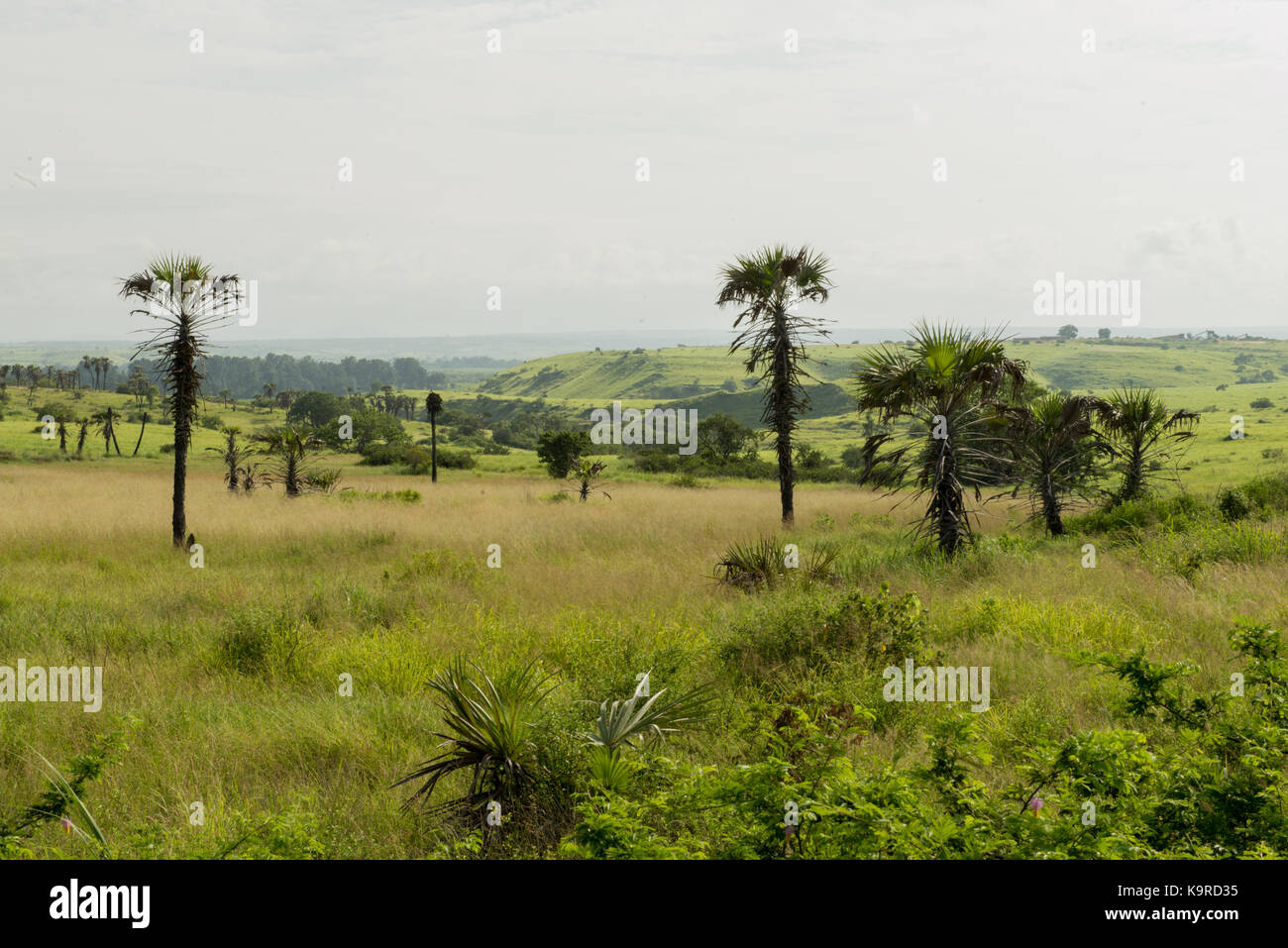 Savana trees hi-res stock photography and images - Alamy