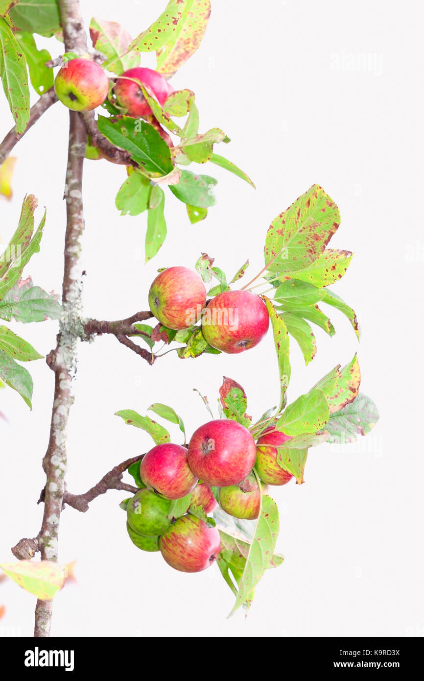 Apple tree branch loaded with red apples Stock Photo - Alamy