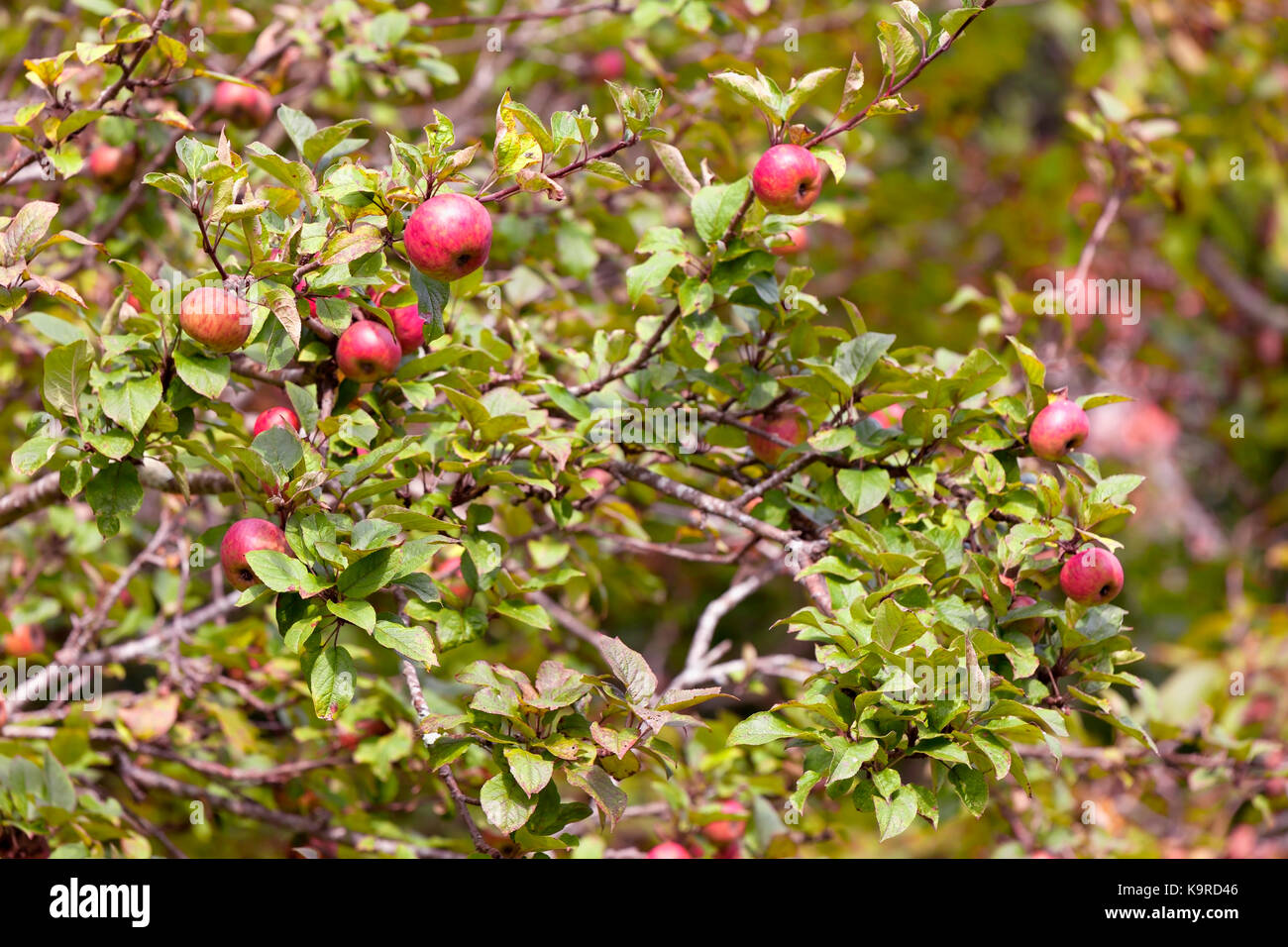 Loaded apple tree hi-res stock photography and images - Alamy