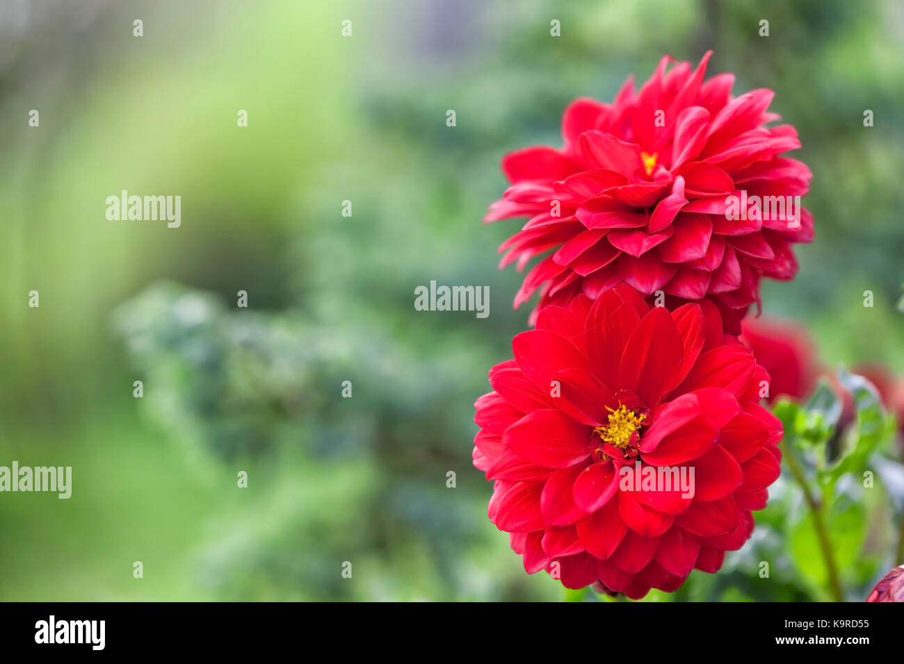 Red dahlia flowers Stock Photo - Alamy