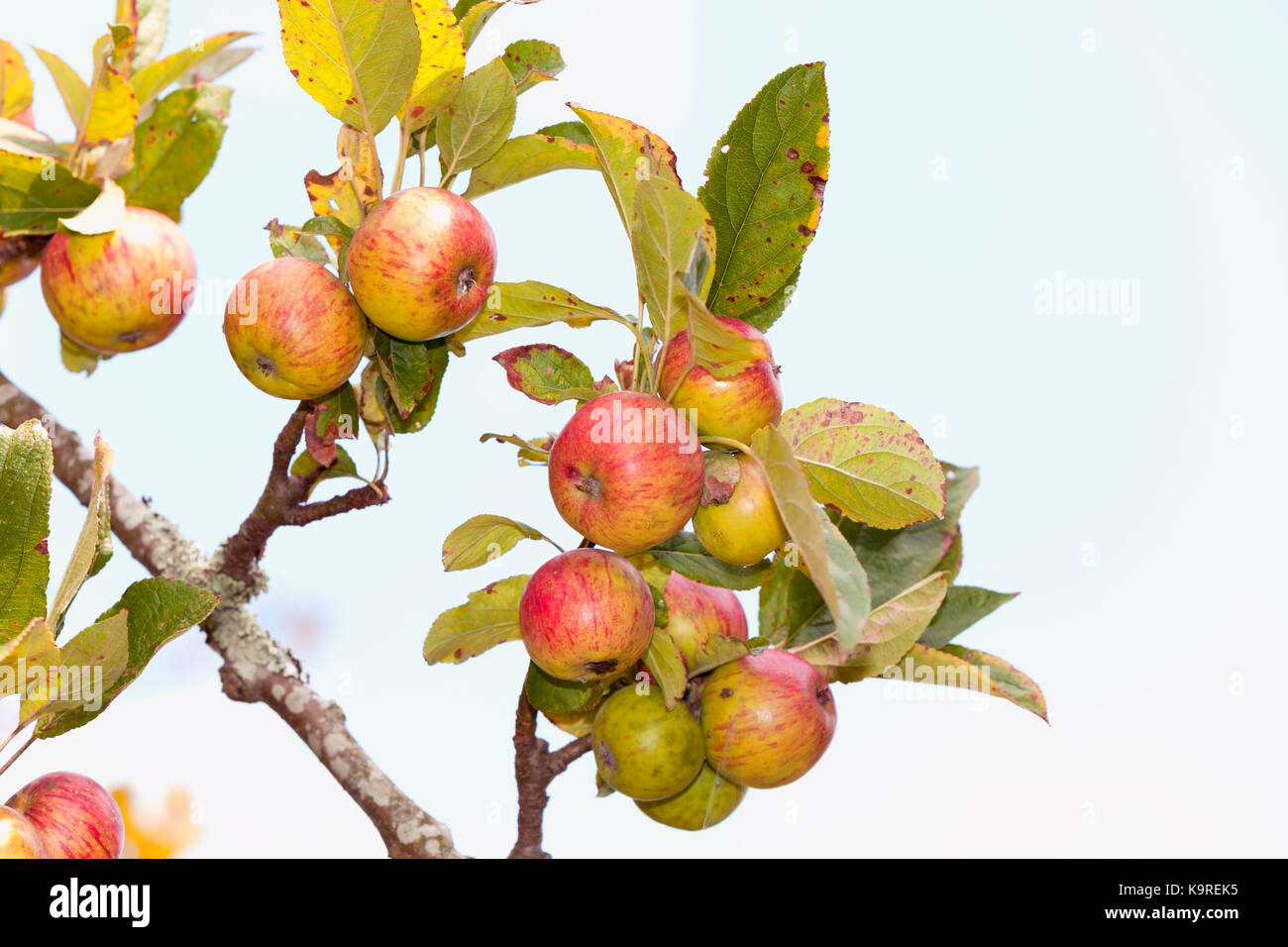 Apple tree loaded with apples hi-res stock photography and images - Alamy