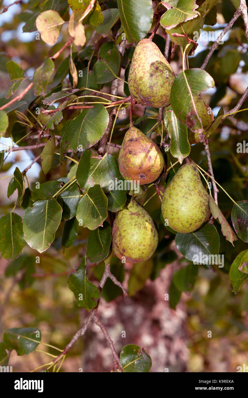 A pear tree full of pears Stock Photo - Alamy