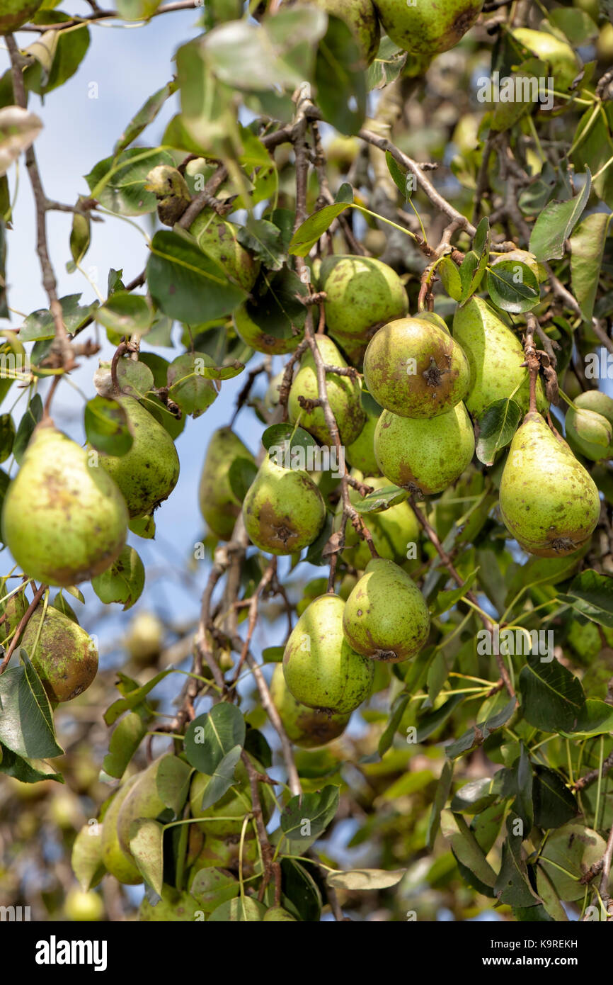 A pear tree full of pears Stock Photo - Alamy