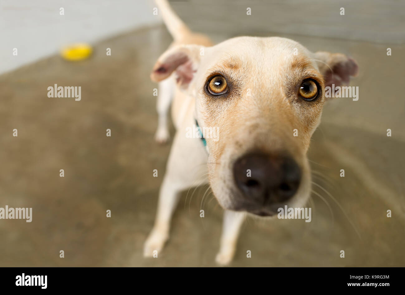 Curious dog is a cute curious dog looking funny right in your face ...