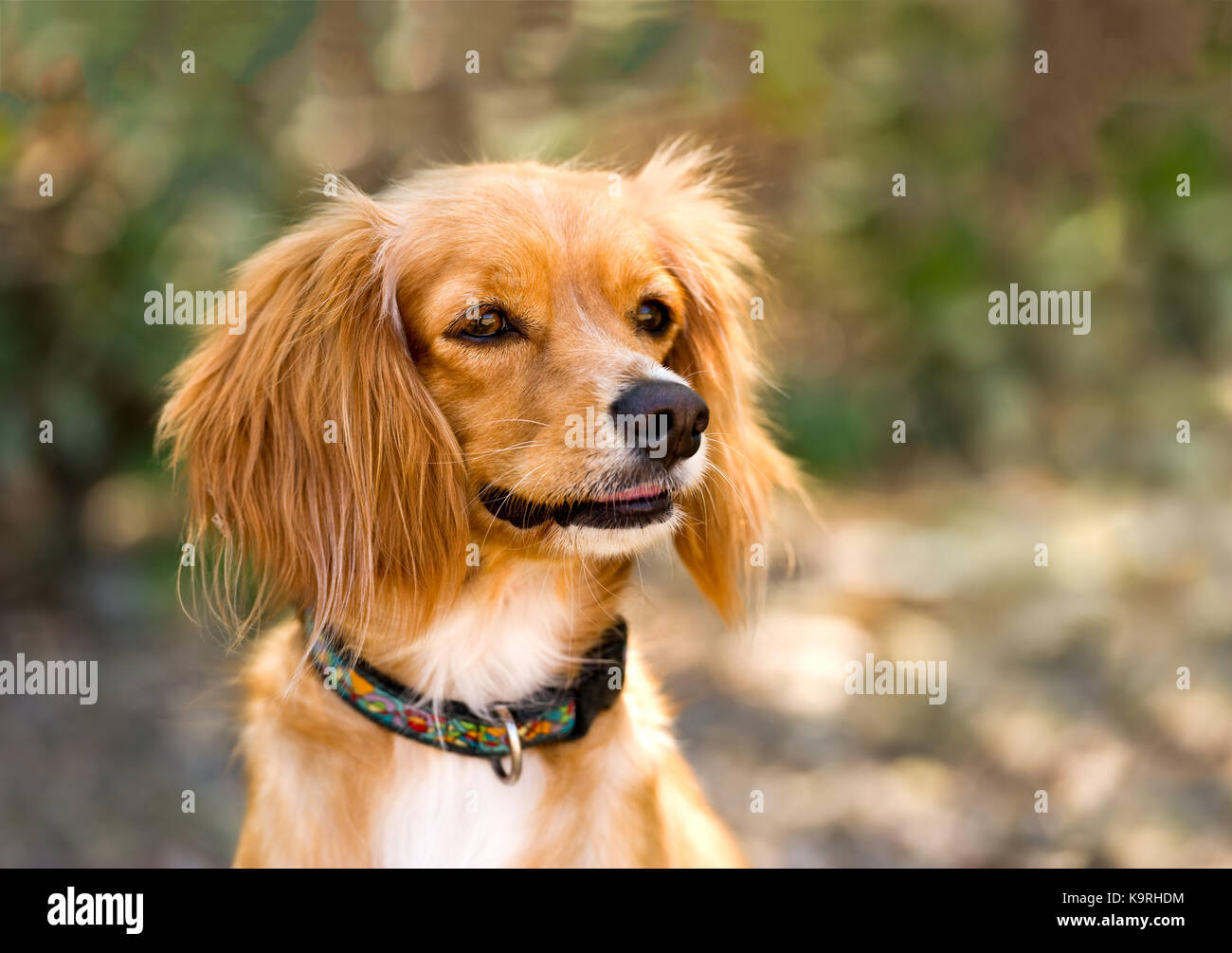Cute cocker spaniel hi-res stock photography and images - Alamy