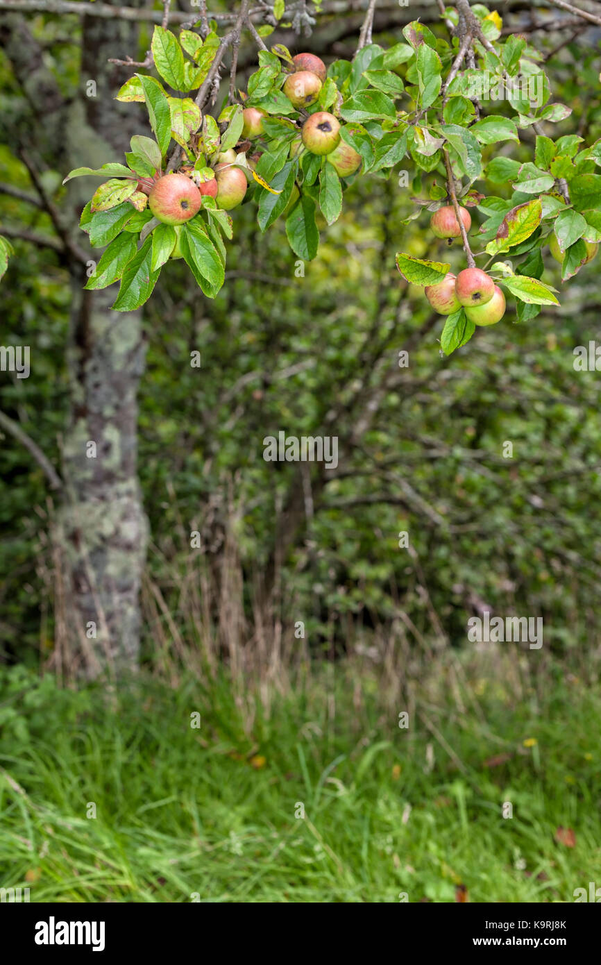 Apple tree full of apples Stock Photo - Alamy