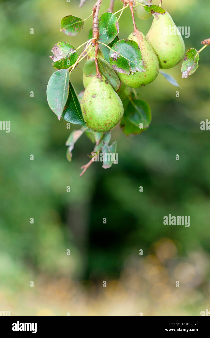 Pear tree with pears Stock Photo - Alamy