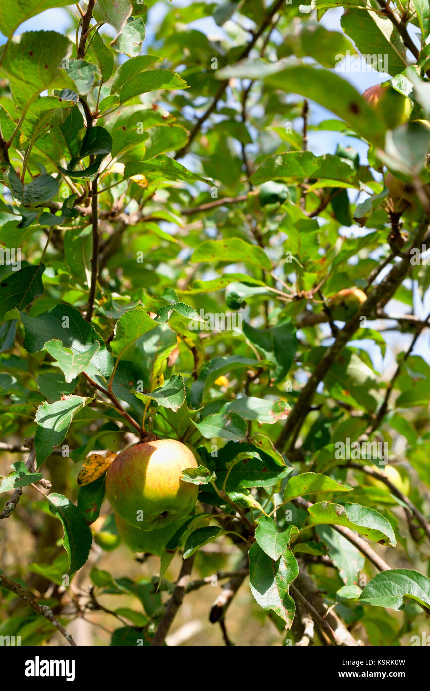 Apple tree loaded with apples Stock Photo - Alamy