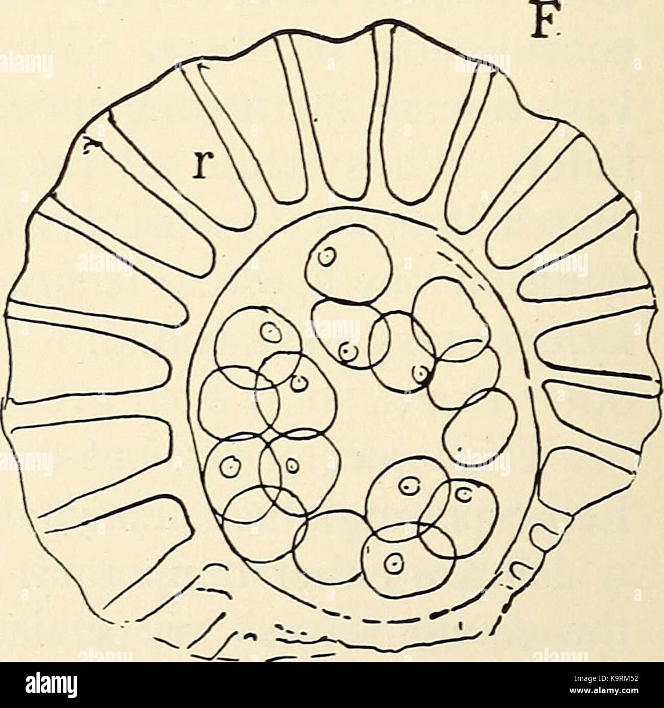 "The structure and development of mosses and ferns (Archegoniatae ...