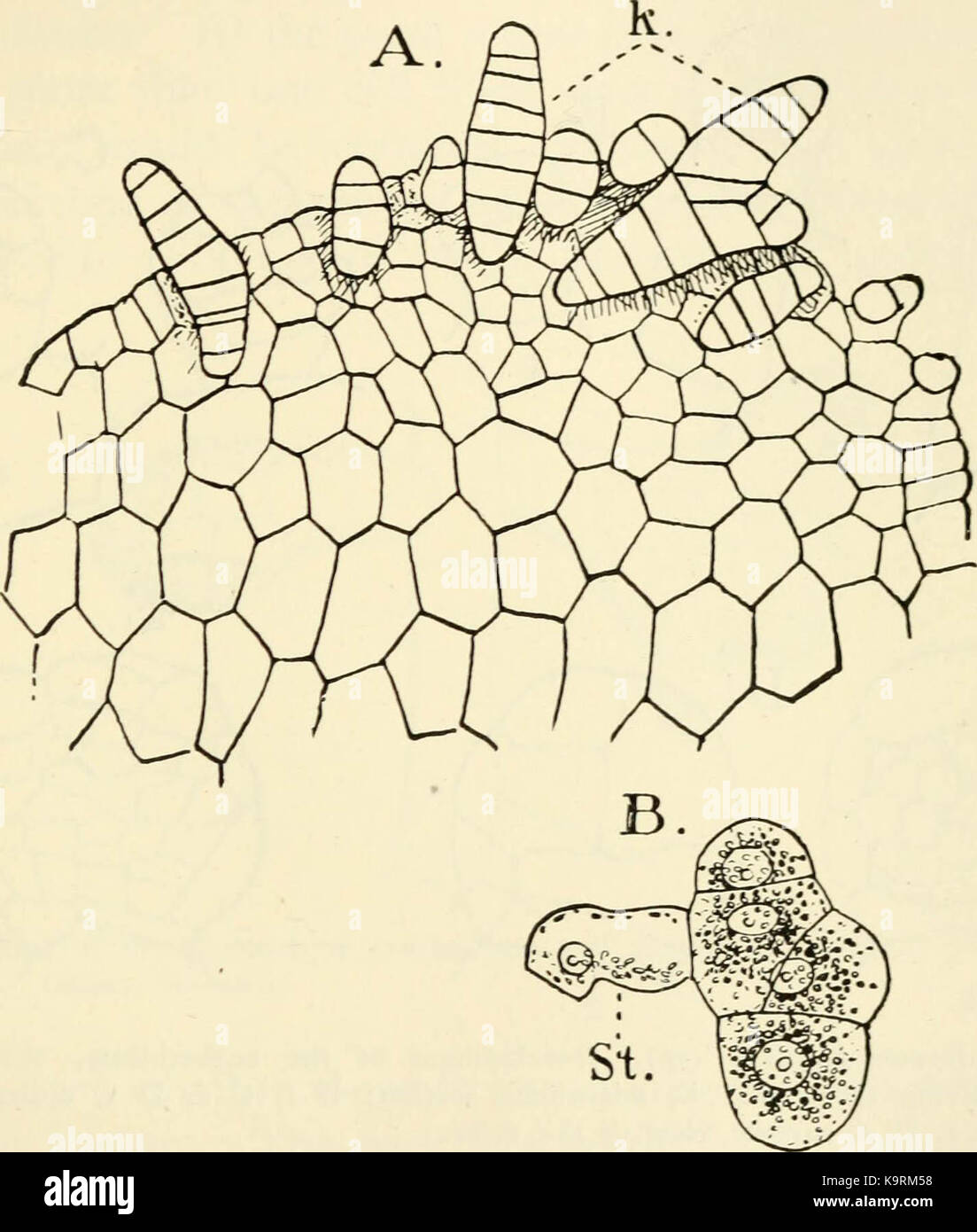 "The structure and development of mosses and ferns (Archegoniatae ...