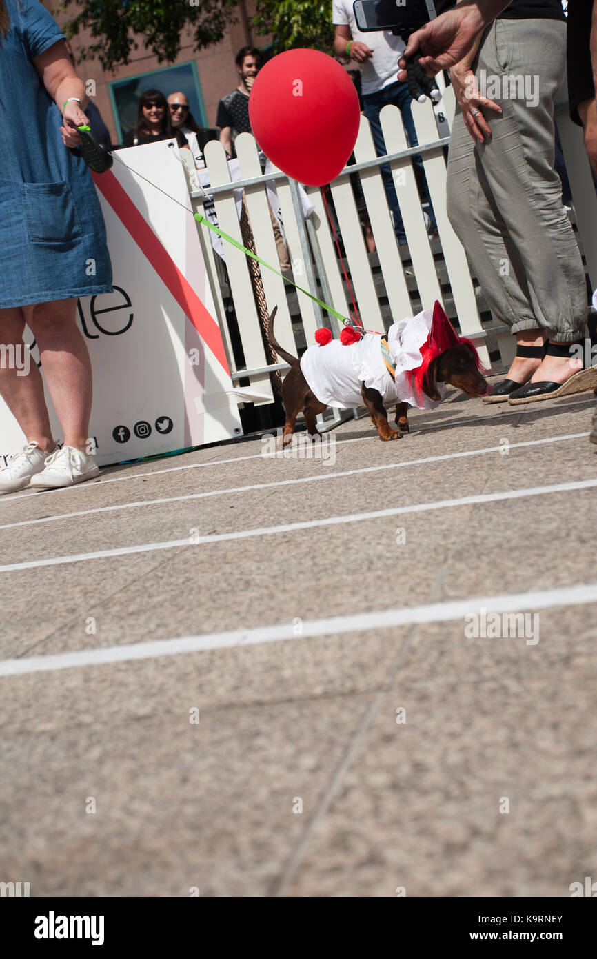 Dachshund Day Melbourne Autralia Stock Photo - Alamy
