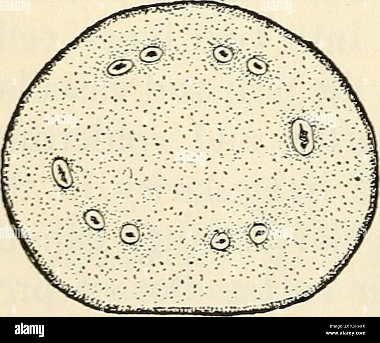 "The structure and development of mosses and ferns (Archegoniatae ...