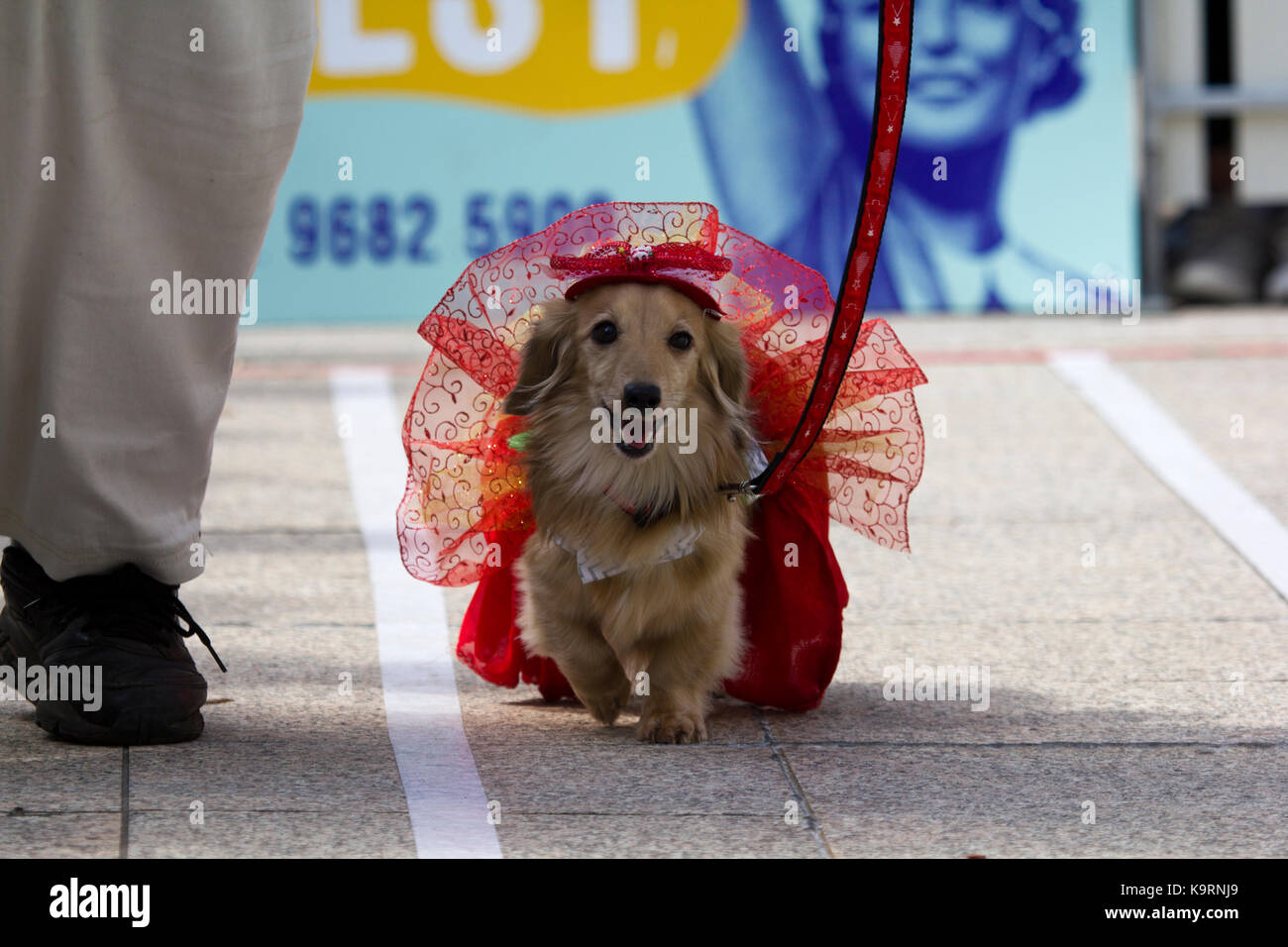Dachshund Day Melbourne Autralia Stock Photo - Alamy