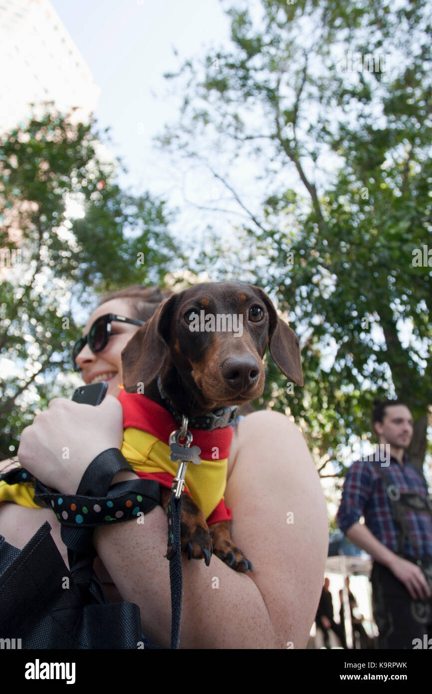 Dachshund Day Melbourne Autralia Stock Photo - Alamy