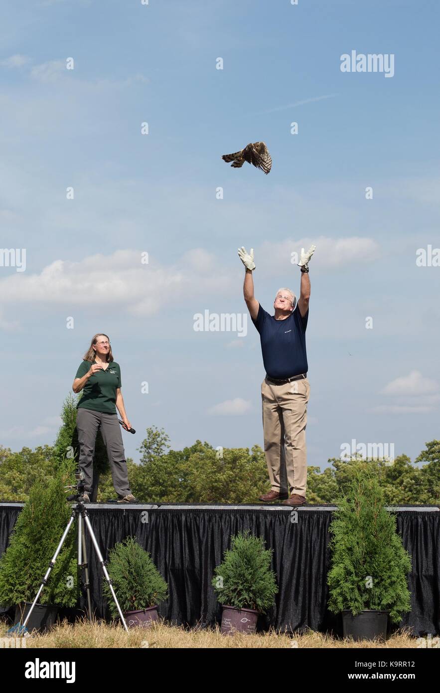 A rehabilitated hawk being released at Carpenter Nature Center in ...