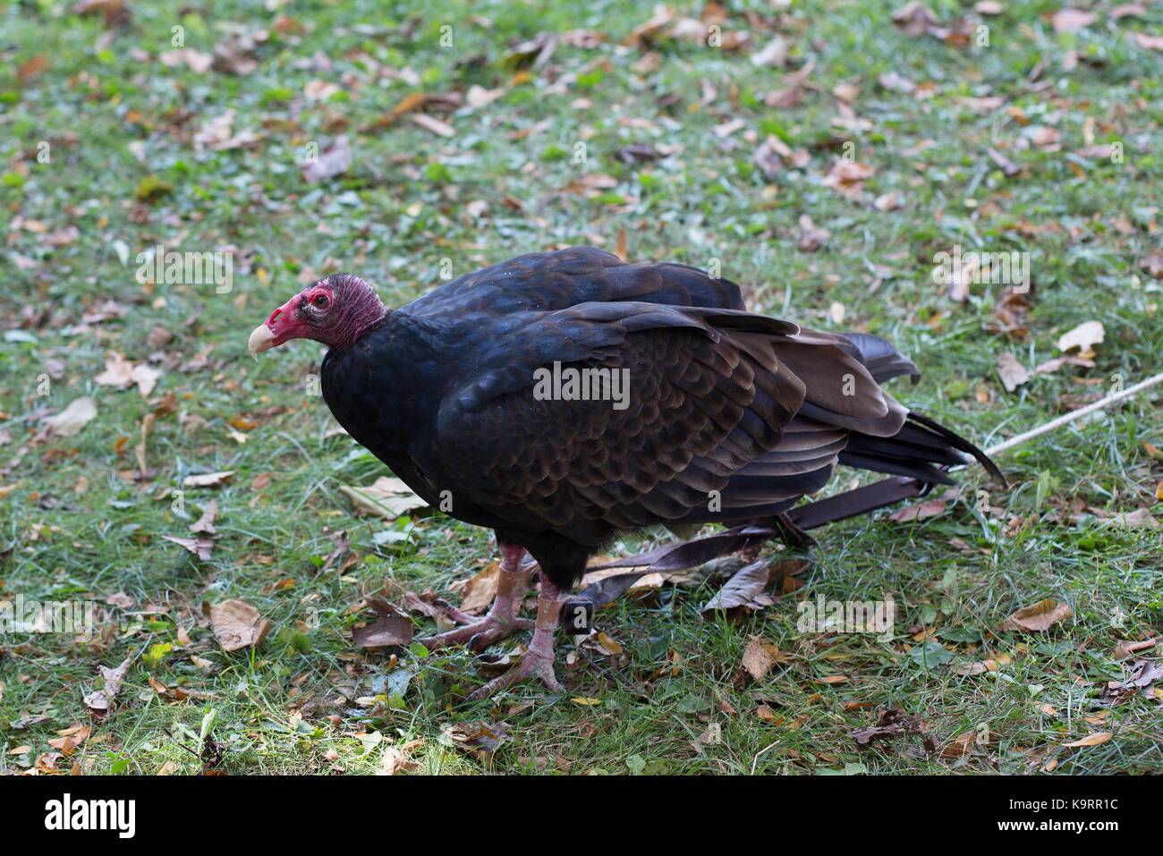 A 43 year old turkey vulture named "Nero", on display at the annual ...