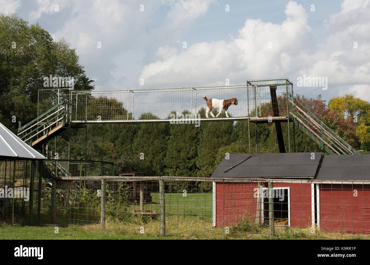 A goat walking through a skyway ramp as part of a playful enclosure ...