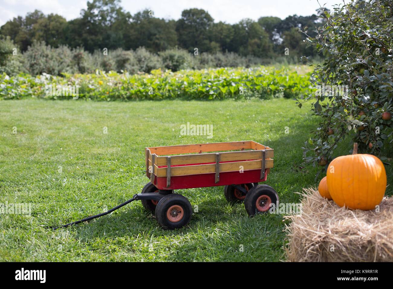 An empty wagon next to a pumpkin patch Stock Photo - Alamy