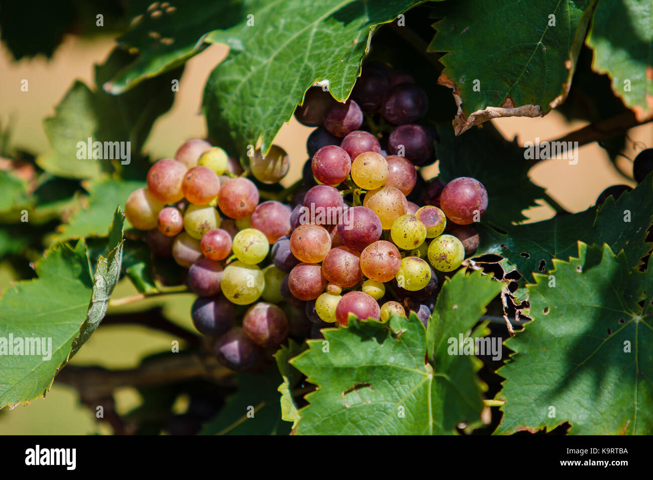 Grapes on the vine fruit hi-res stock photography and images - Alamy