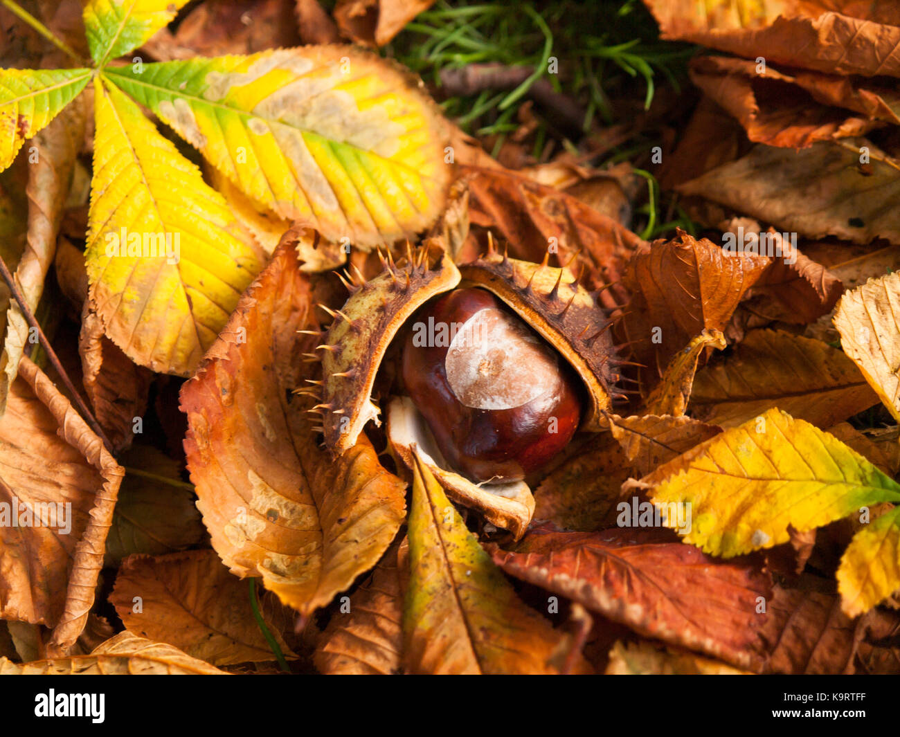 Fallen seeds and capsule hi-res stock photography and images - Alamy