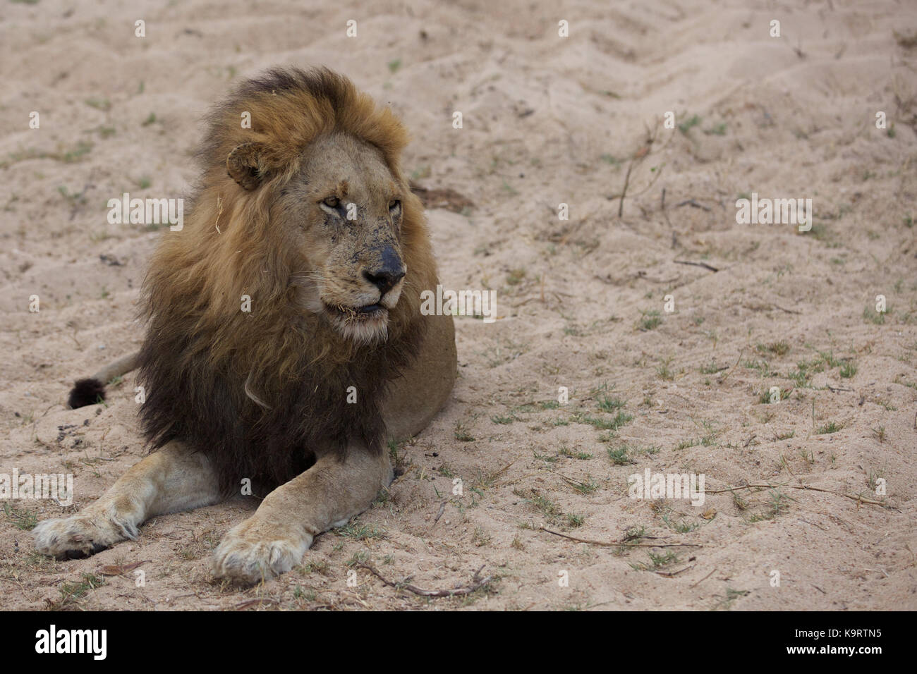 Ghost lion hi-res stock photography and images - Alamy